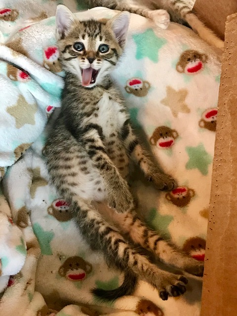 Millie - Ali Cat Rescue