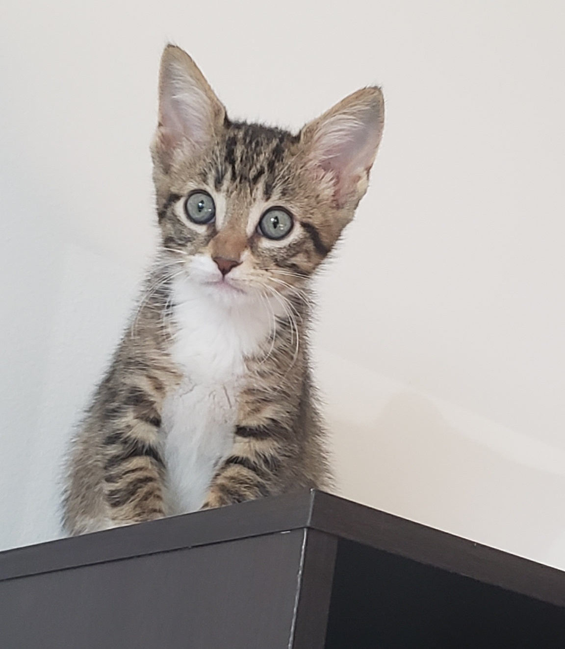 Boots - Ali Cat Rescue