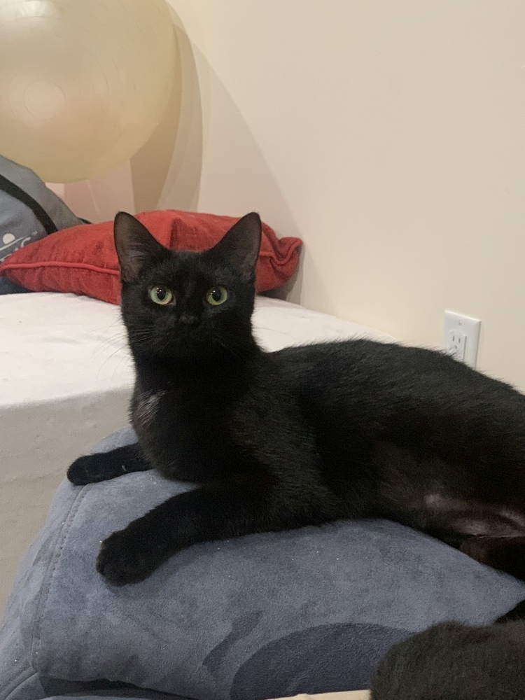 Queenie - Ali Cat Rescue