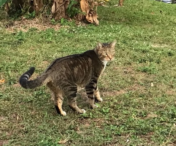 Bam Bam - Ali Cat Rescue