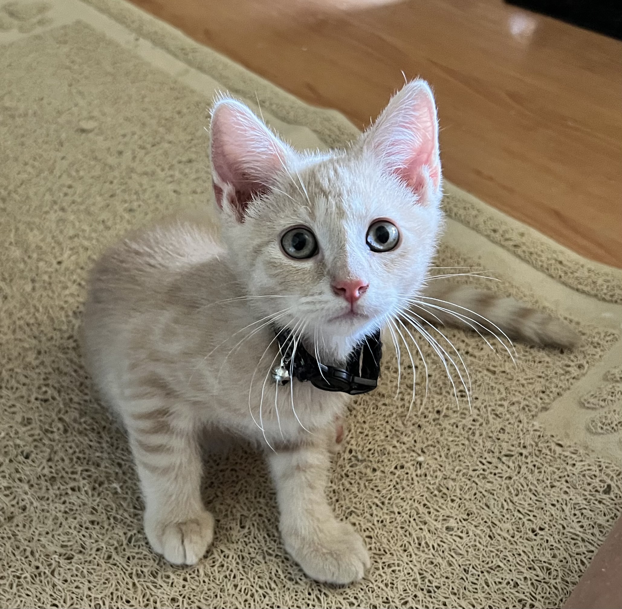 Elvis - Ali Cat Rescue