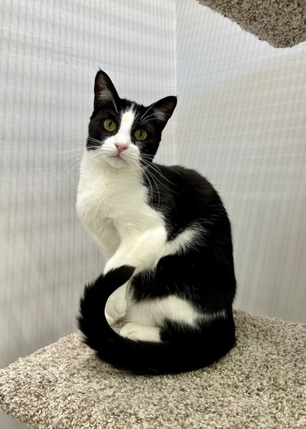 Freda - Ali Cat Rescue