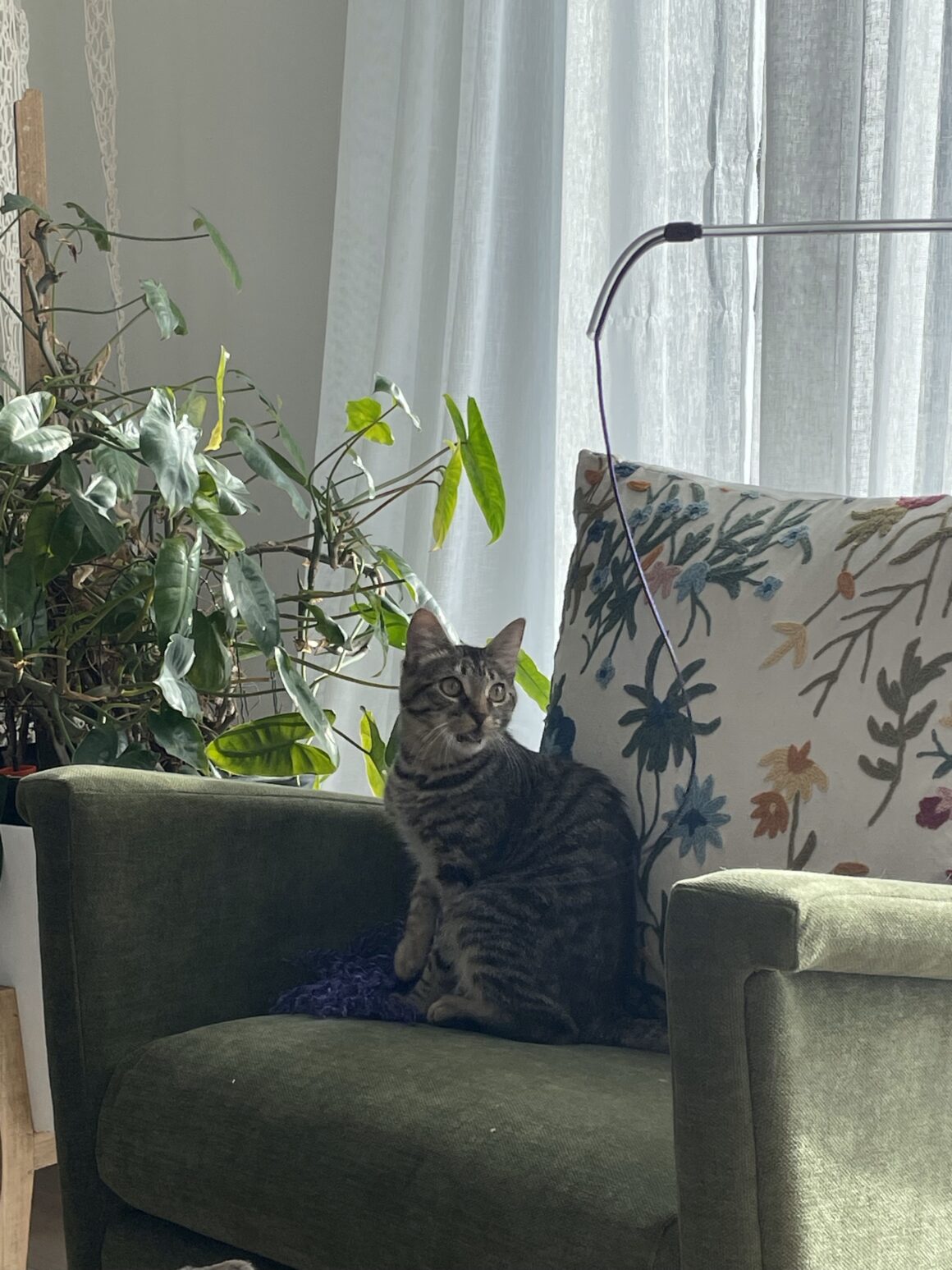 Lyla - Ali Cat Rescue